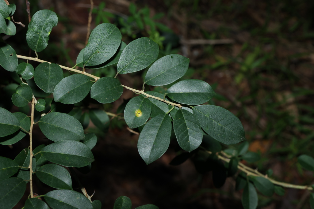 Cockspur Thorn from Gold Coast QLD, Australia on April 9, 2024 at 04:02 ...