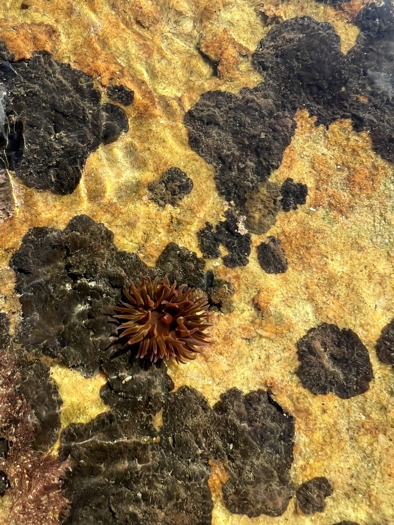 Anemonia mutabilis from Maroubra Bay, Maroubra, NSW, AU on April 10 ...