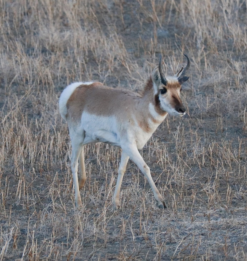 Pronghorn from Township Rd 334, Winslow No. 319, SK, CA on April 9 ...