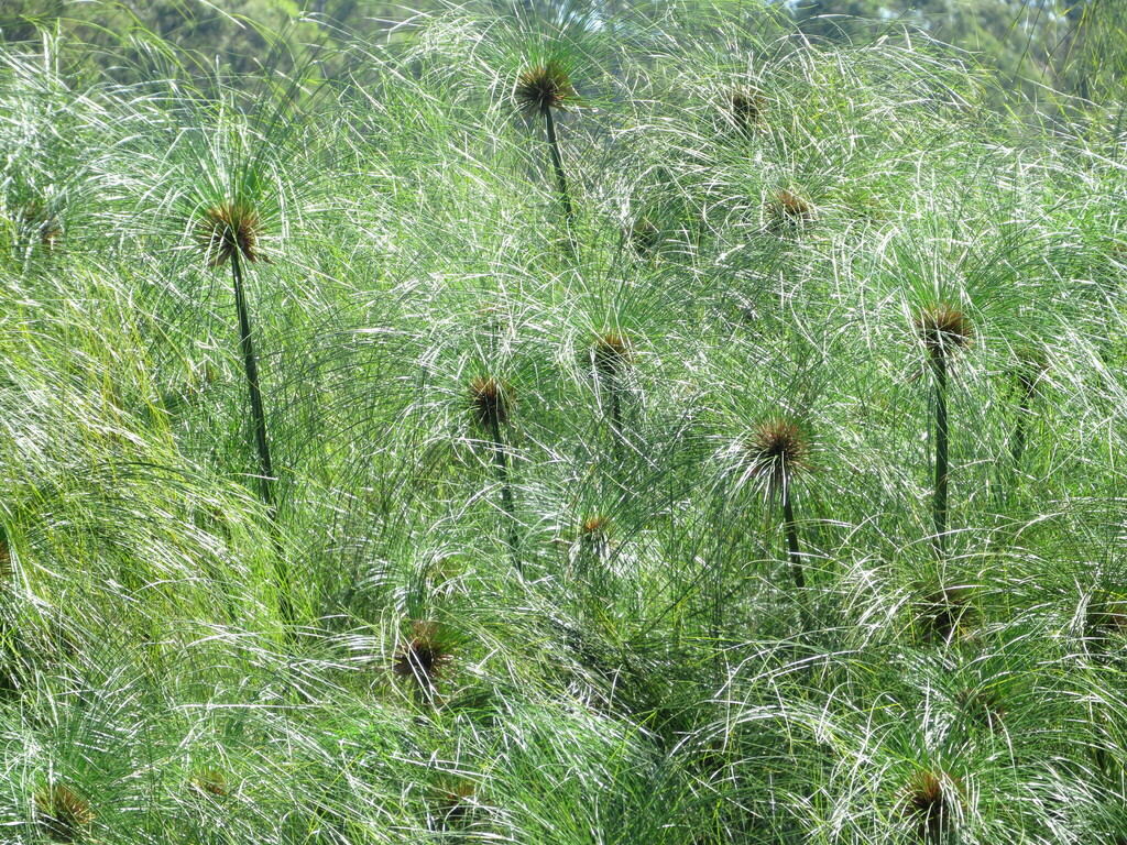 Papyrus sedge from Brisbane QLD, Australia on April 10, 2024 at 12:11 ...