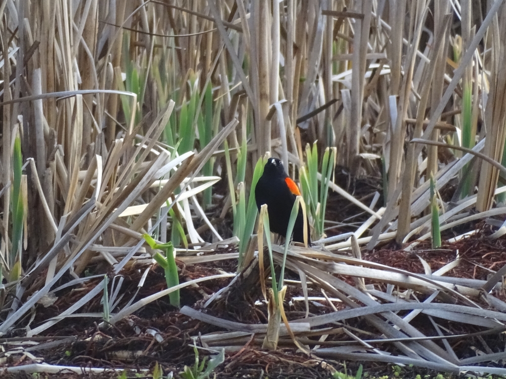 Red-winged Blackbird from 62510 Mor., México on April 4, 2021 at 06:47 ...