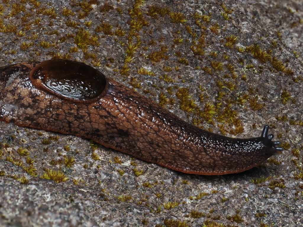 Paua slugs from Stratford District, Taranaki, New Zealand on April 6 ...
