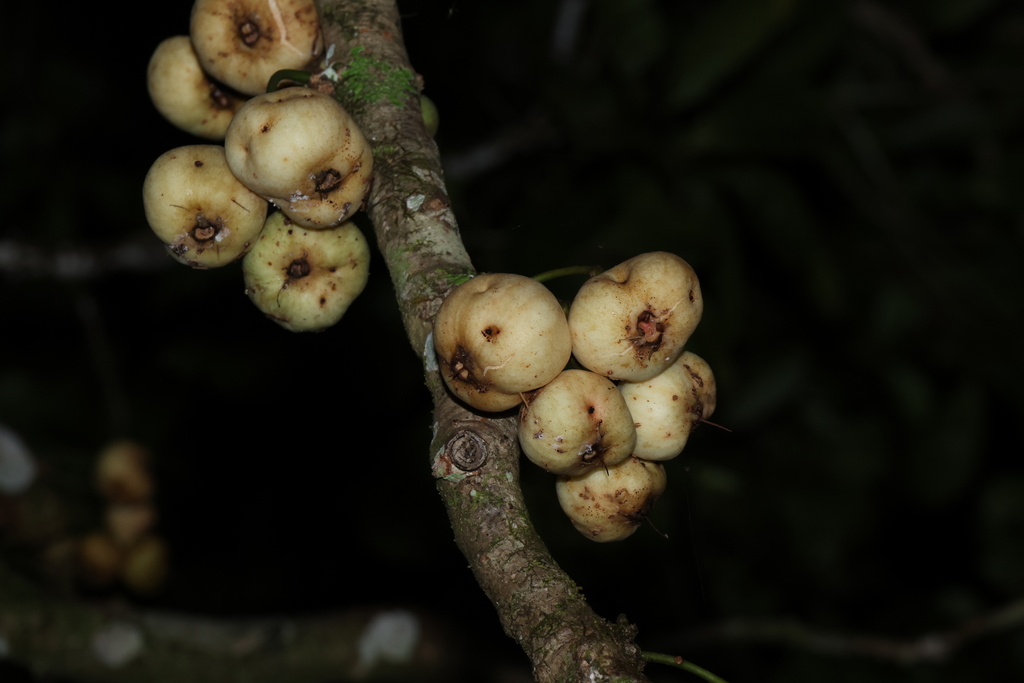 Coolamon Tree (Syzygium moorei) - Botanical Realm