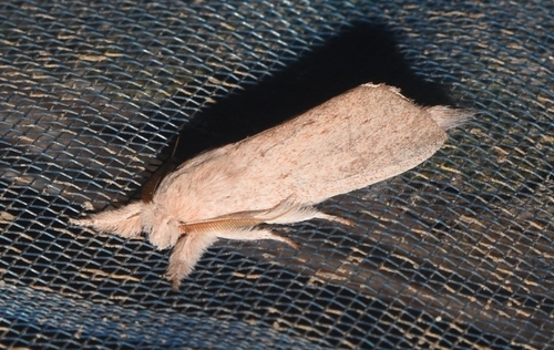 Turnaca indica · iNaturalist