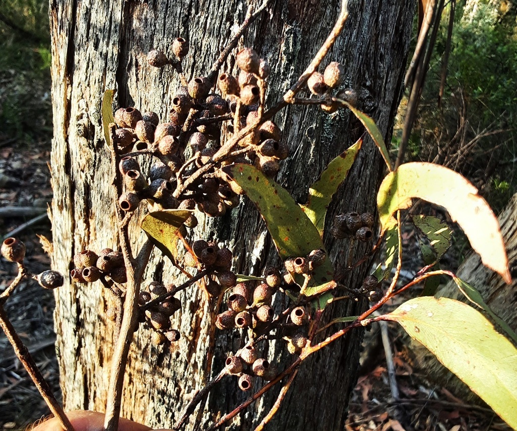Sydney Peppermint from Mountain Lagoon NSW 2758, Australia on April 8 ...