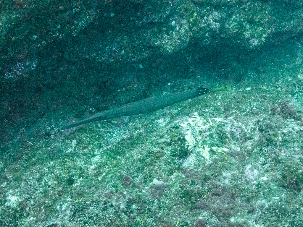 Pacific Trumpetfish from Cabo Pearce dive site on February 28, 2023 at ...