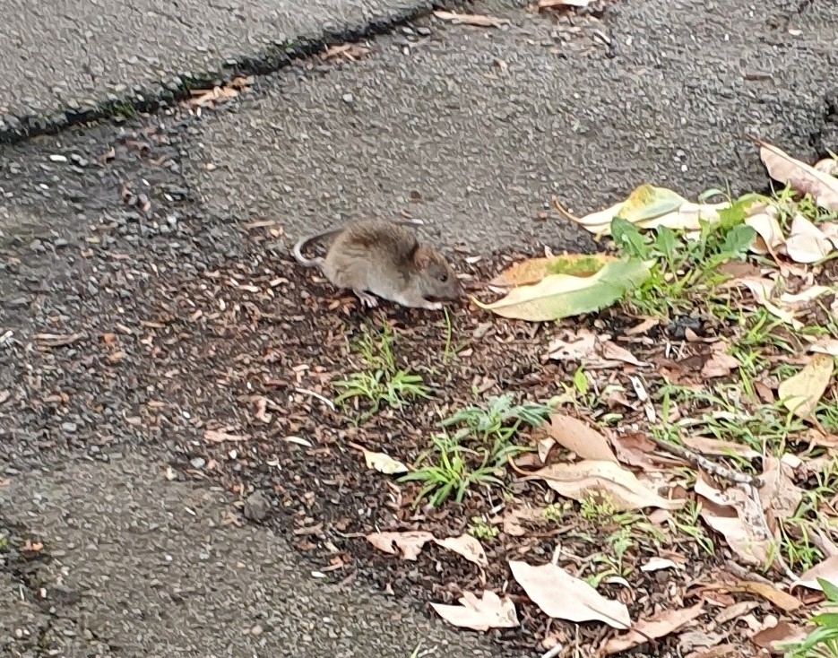 Black Rat from Summer Hill NSW 2130, Australia on April 10, 2024 at 01: ...