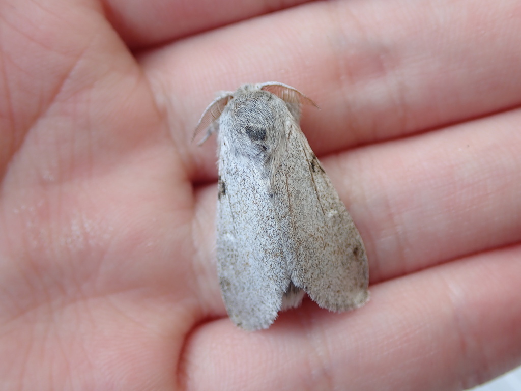 Calliteara lunulata from 石谷, 岐阜市, 岐阜県, JP on April 10, 2024 at 10:39 AM ...