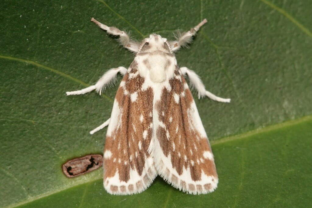Pseudoadites frigida from Central Water Catchment, Singapore on April ...