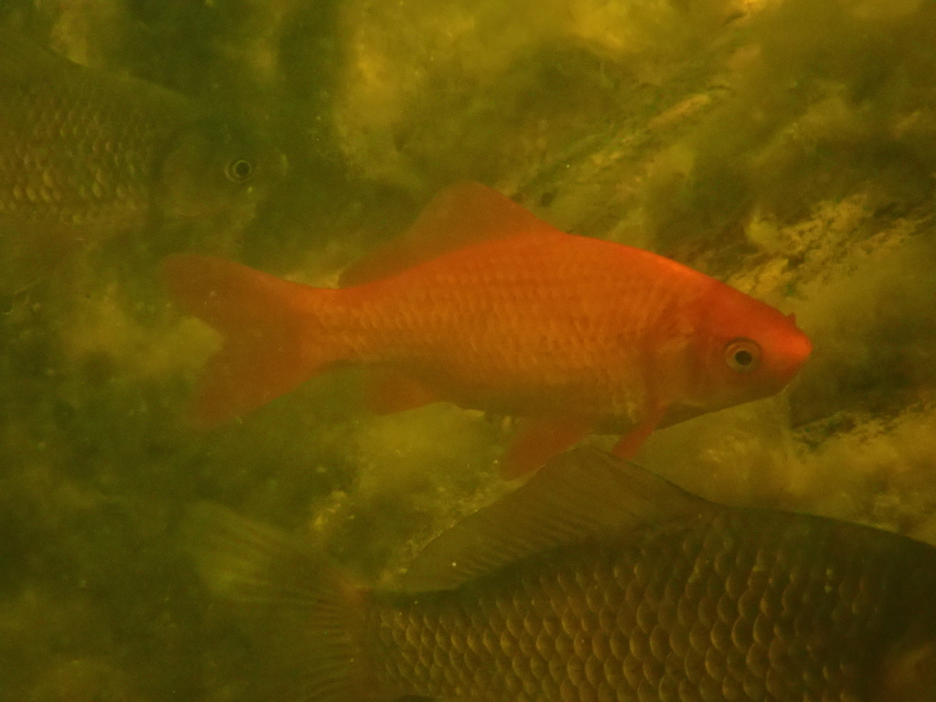 Typical Carps (Cyprininae) - Marine Life Identification