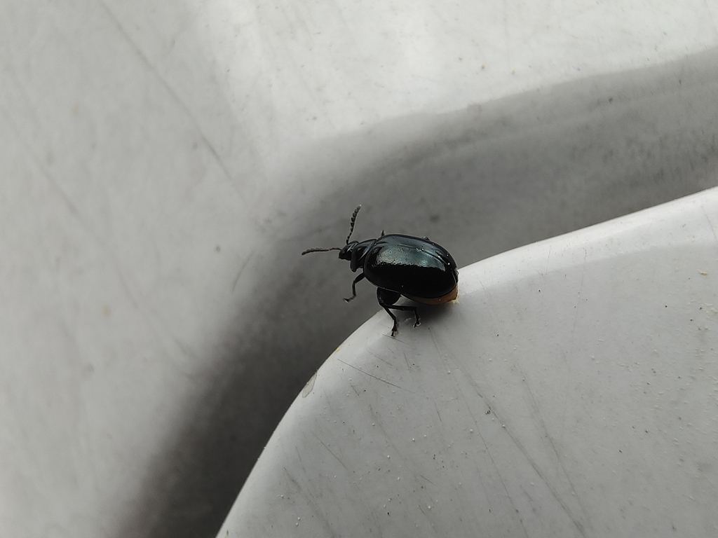 Nonarthra from Yichun, CN-JX, CN on April 10, 2024 at 01:54 PM by ...