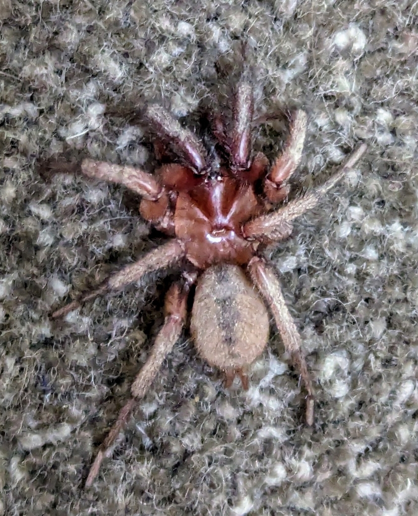 Banded Tunnelweb Spiders in April 2024 by carogeenz. Discovered indoors ...