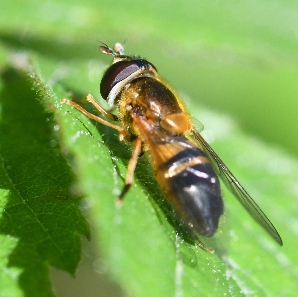 Spring Epistrophe from Héron, Belgique on 10 April, 2024 at 12:27 PM by ...
