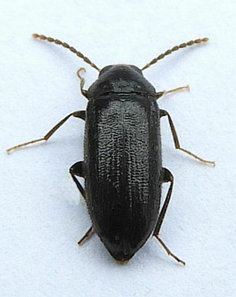 Mycetochara from Berks County, PA, USA on June 21, 2022 at 10:04 PM by ...