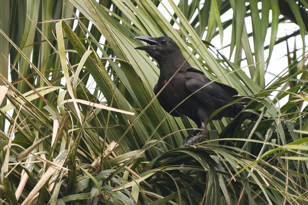 Eastern Jungle Crow from Bang Sue, Bangkok, Thailand on April 10, 2024 ...