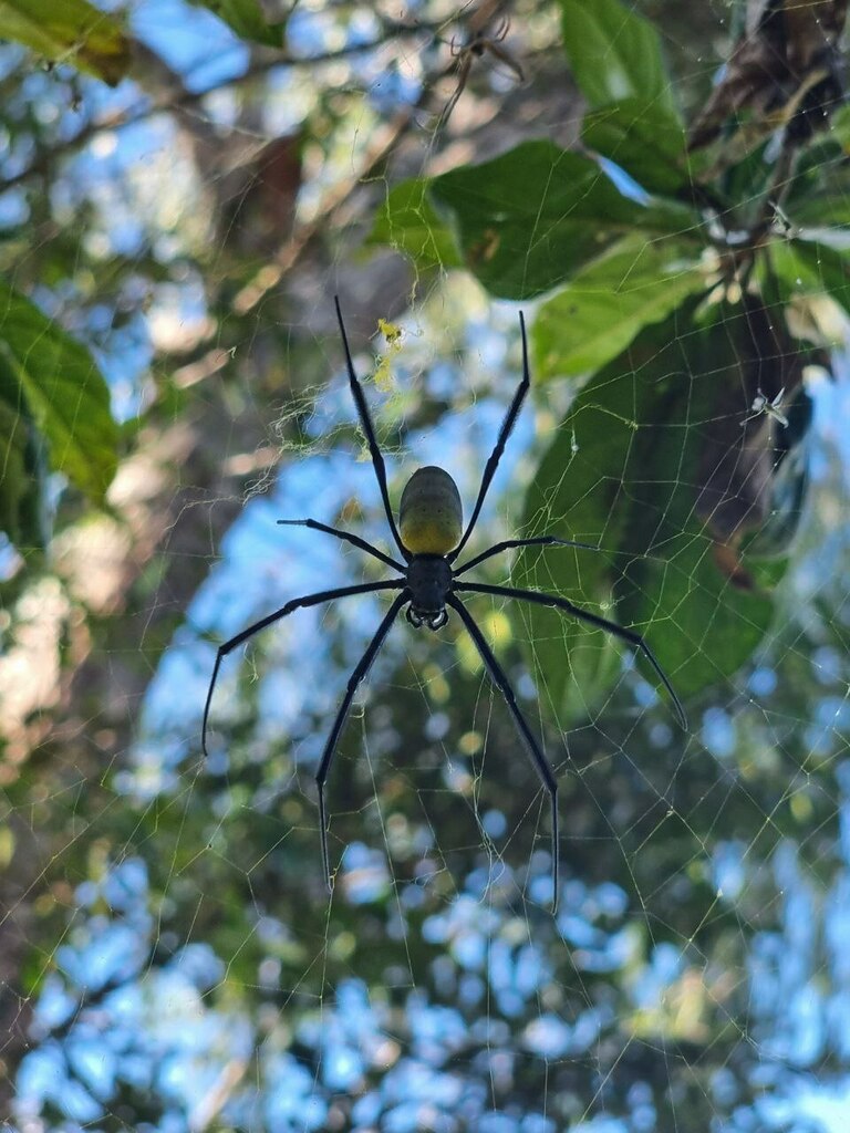 Hairy Golden Orb-weaving Spider from Entebbe Botanical Garden, 12 ...
