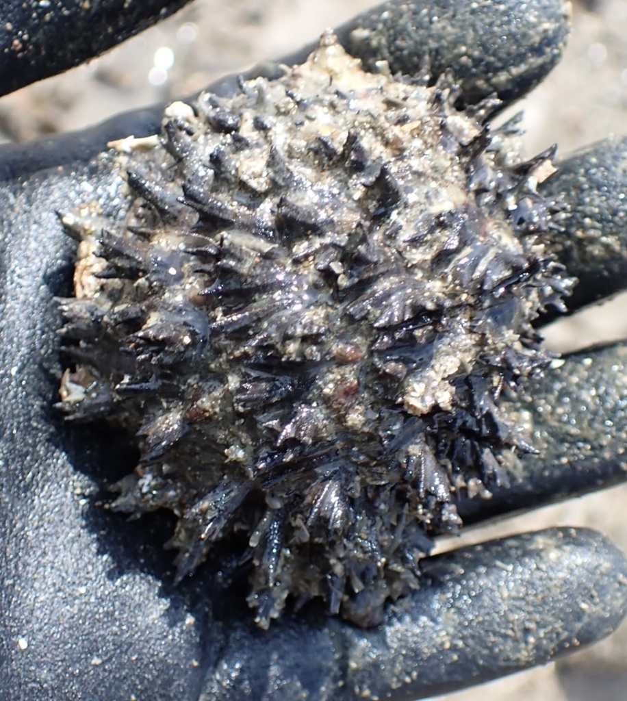Muricanthus radix from Golfo De Panamá, Provincia de Panamá, PA on ...