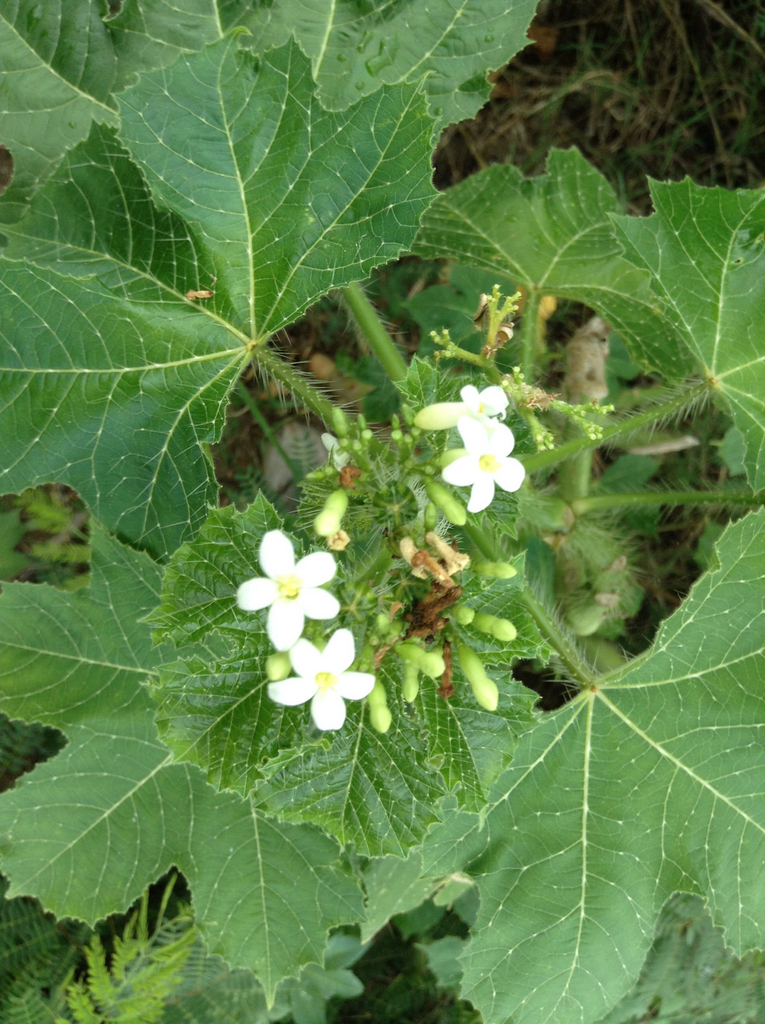 tropical bull nettle (Cnidoscolus urens) - Botanical Realm