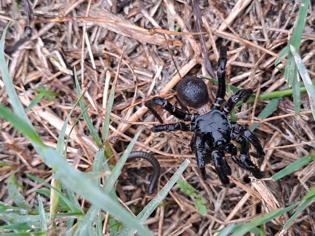 Horned Trapdoor Spiders from Cape Agulhas Municipality, South Africa on ...