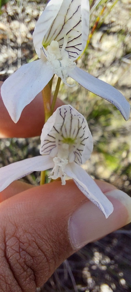 Beard Disa in October 2023 by sharndreheuvel · iNaturalist