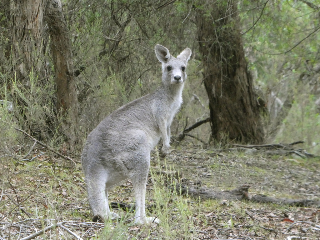 Eastern Grey Kangaroo from Melbourne VIC, Australia on April 10, 2024 ...