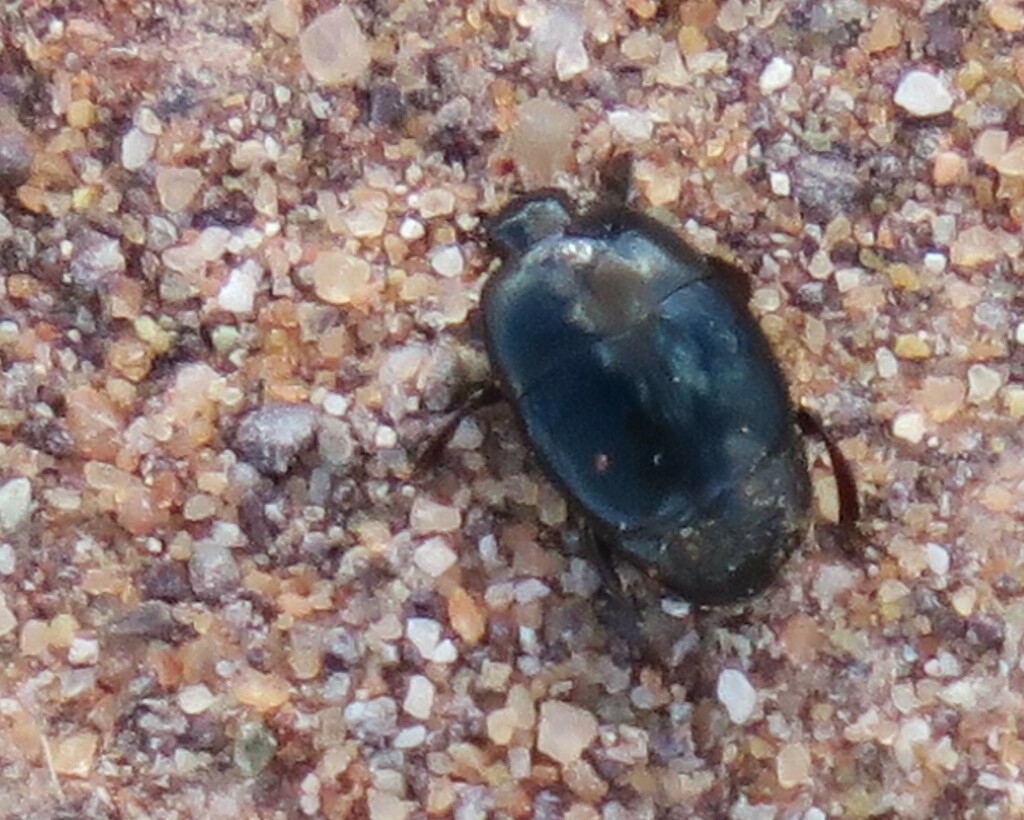 Saprinus from Hardap Region, Namibia on March 29, 2024 at 03:55 PM by ...