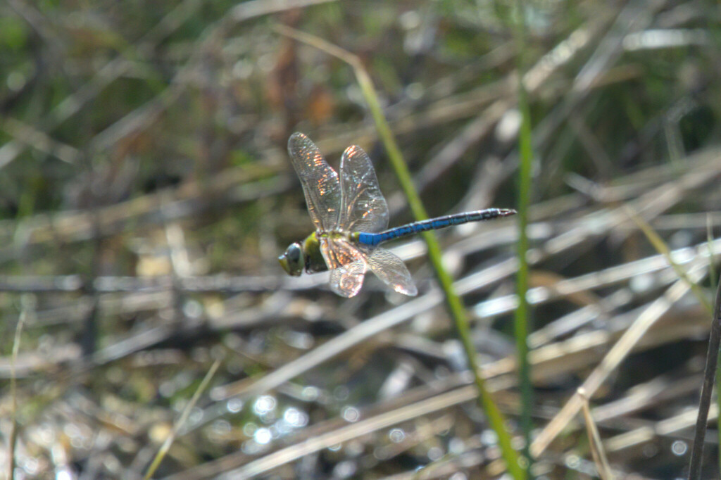 Common Green Darner from Ann Arbor, MI on April 9, 2024 at 03:41 PM by ...