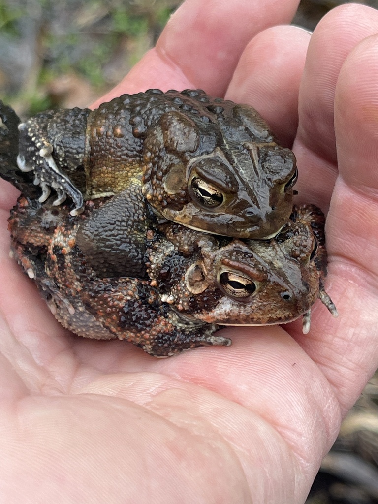 Eastern American Toad from Mount Holly Springs, PA, US on April 10 ...