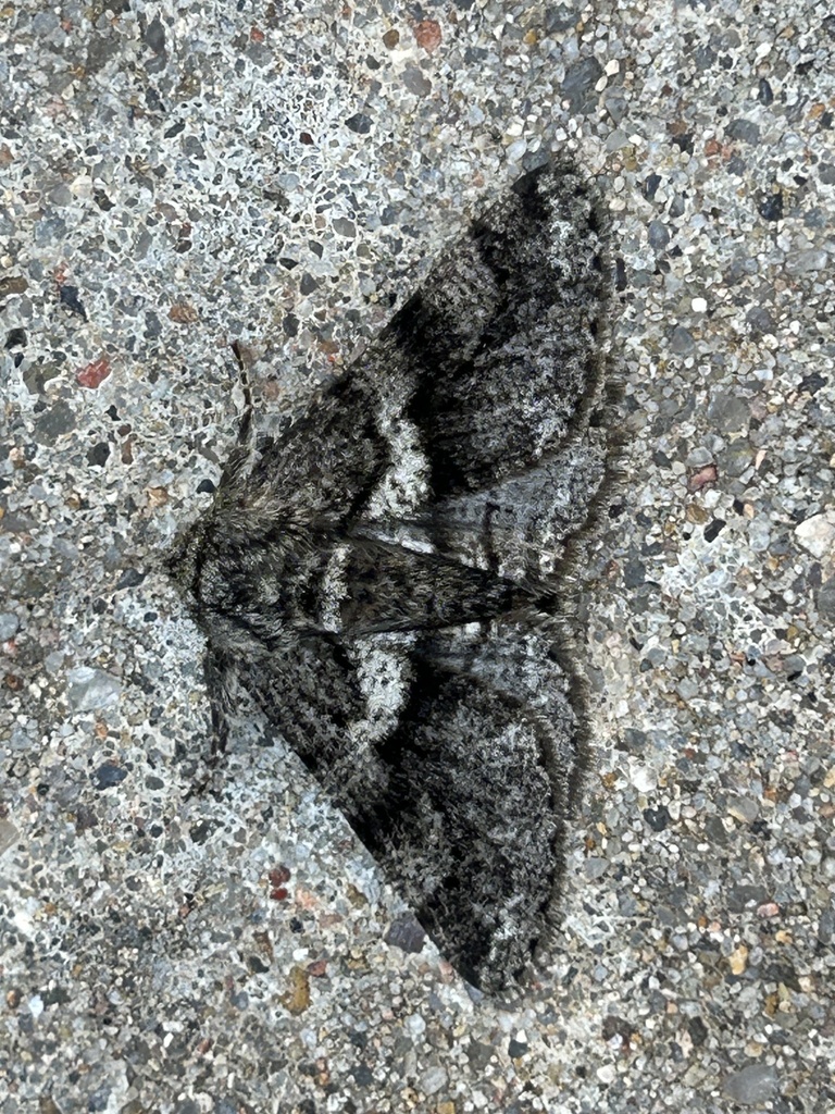 Woolly Gray Moth from E Stone Path St, Derby, KS, US on April 10, 2024 ...
