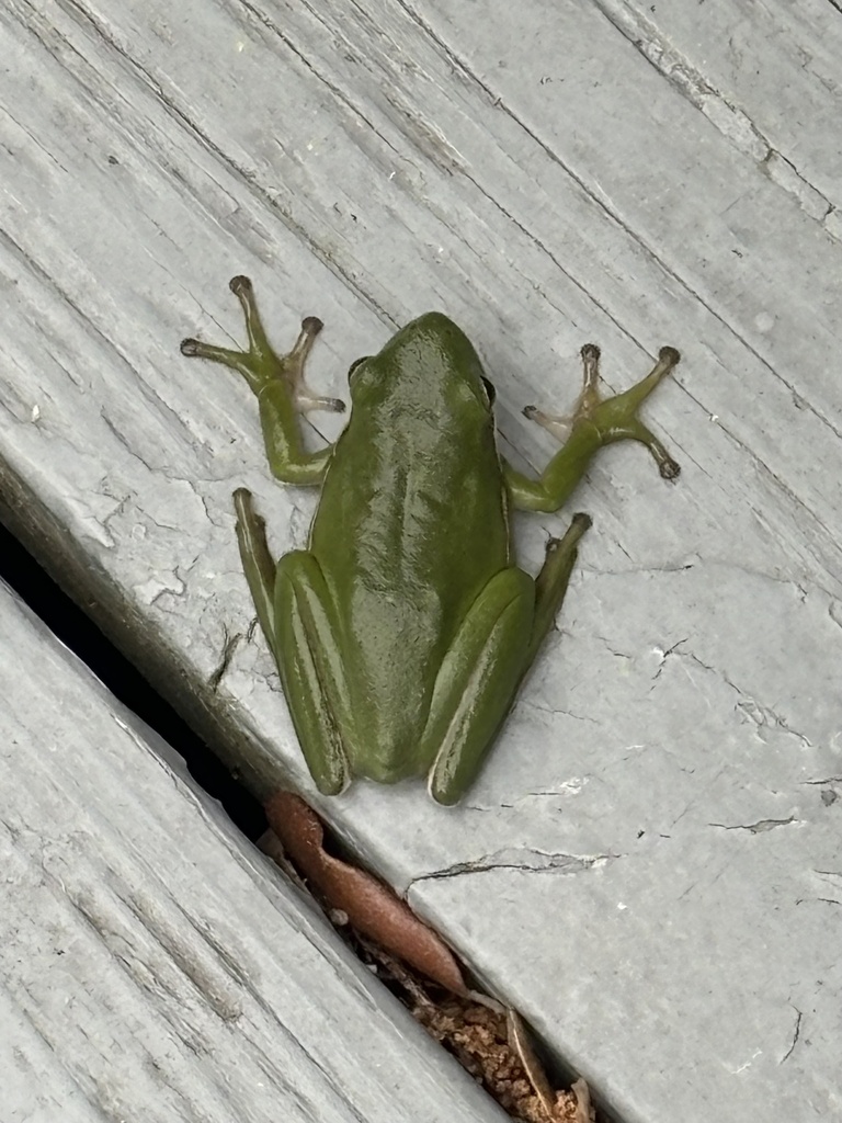 Green Treefrog from Corcus Ferry Rd, Hampstead, NC, US on April 10 ...
