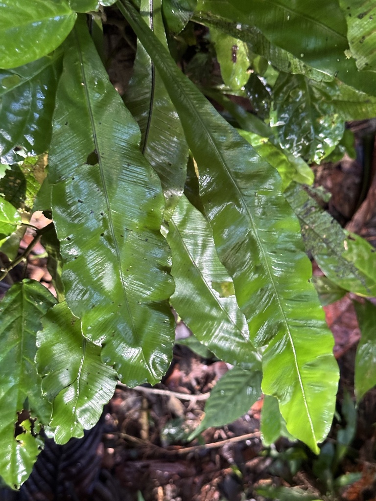 Asplenium batuense from 姆祿山國家公園, Pusat Mel Miri, 砂拉越, MY on April 10 ...