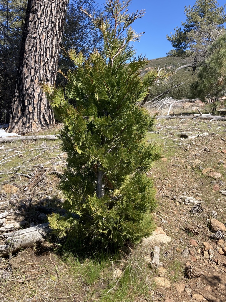 California incense-cedar from Cuyamaca Rancho State Park, Descanso, CA ...
