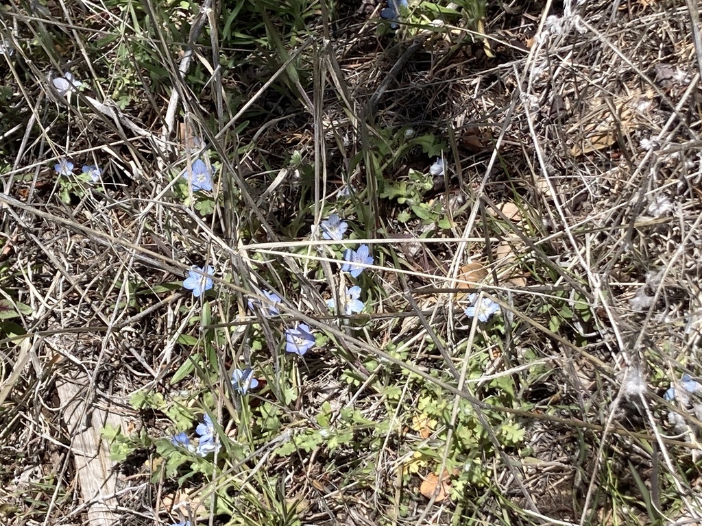 baby blue eyes and allies from Cuyamaca Rancho State Park, Descanso, CA ...