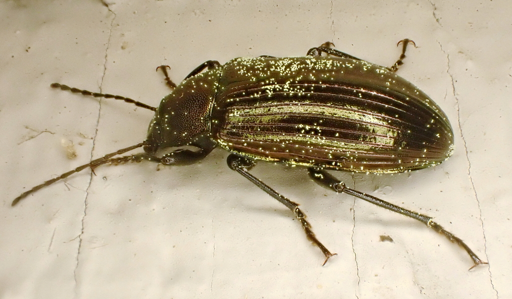 Rainbow Beetle from Chesterfield County, VA, USA on April 10, 2024 at ...