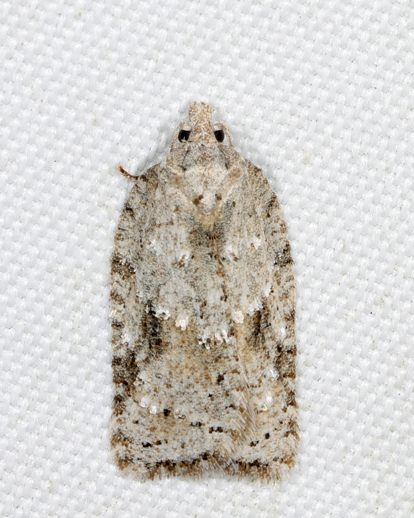 North American Black-headed Birch Leaffolder Moth from Groton yard, MA ...