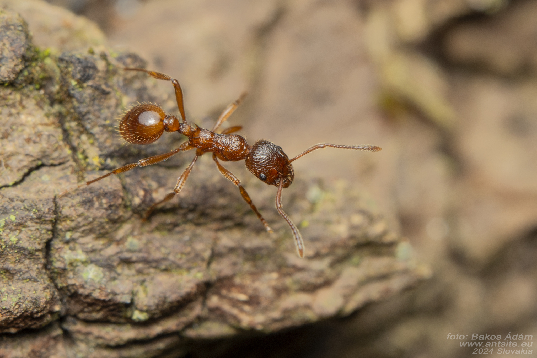 Myrmica Rubra Bakım Rehberi | Karınca Çiftliğim