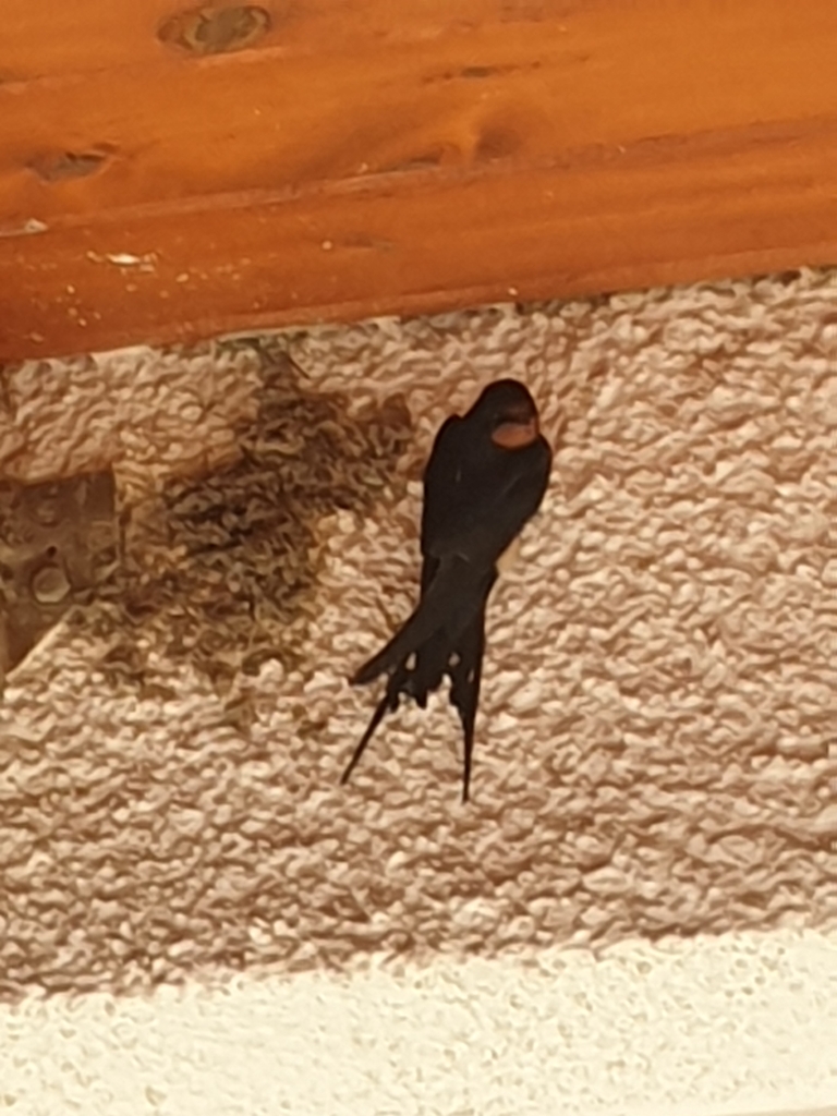 Barn Swallow from Επαρ. Οδος Ρεθυμνου-Αγιας Γαληνης, Spili 740 53 ...