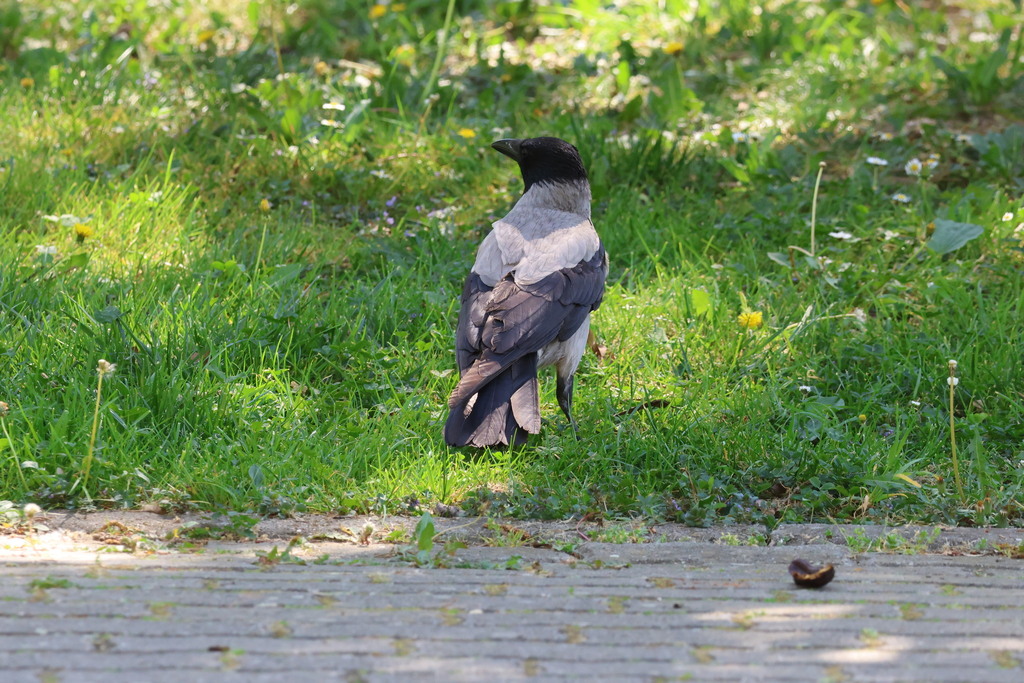 Hooded Crow from Tipografilor, Timișoara, Romania on April 7, 2024 at ...