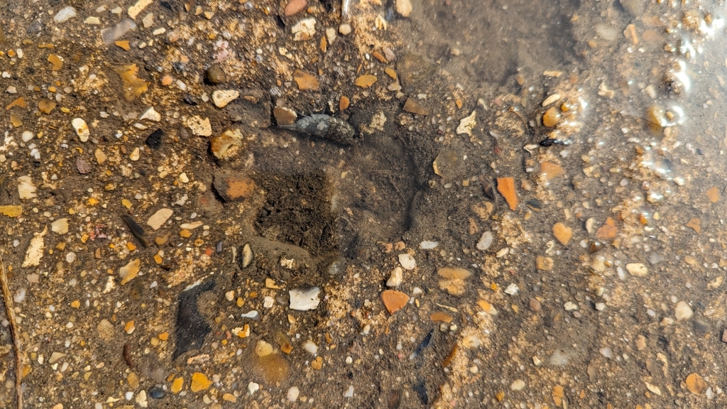 Common Sea Slater from Harwich, UK on April 6, 2024 at 11:03 AM by ...