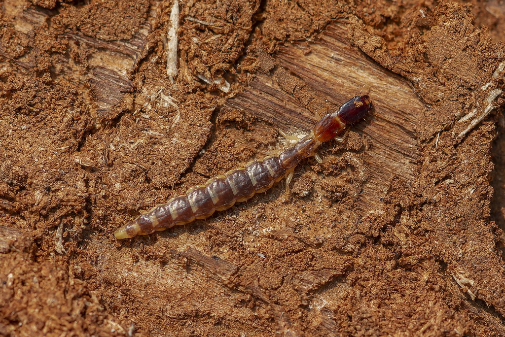 Inocellia from 中国南京市浦口区 on March 10, 2024 at 01:10 PM by nana7mi ...