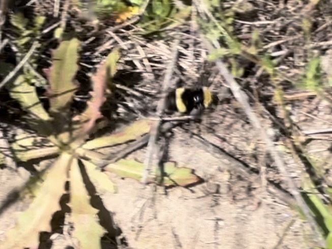 Crotch's Bumble Bee from Marine Corps Base Camp Pendleton, Oceanside ...