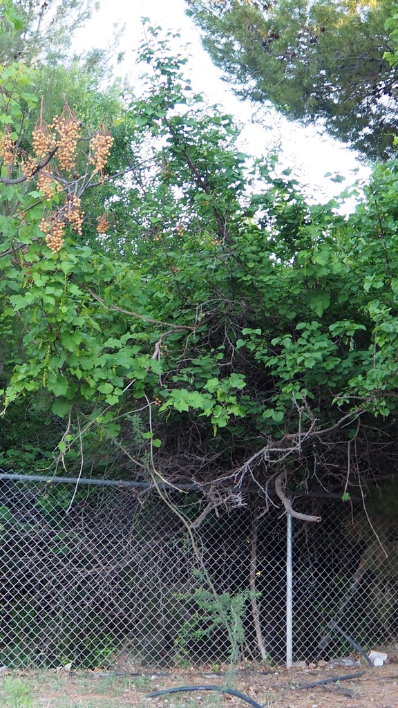 canyon wild grape from Chihuahua, MX-CH, MX on April 27, 2019 at 07:03 ...