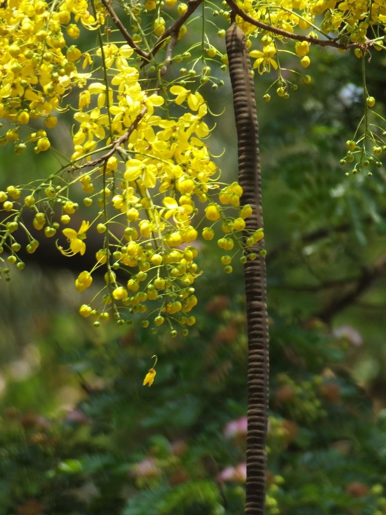Golden shower tree from Gaganbawda, Maharashtra, India on April 7, 2024 ...