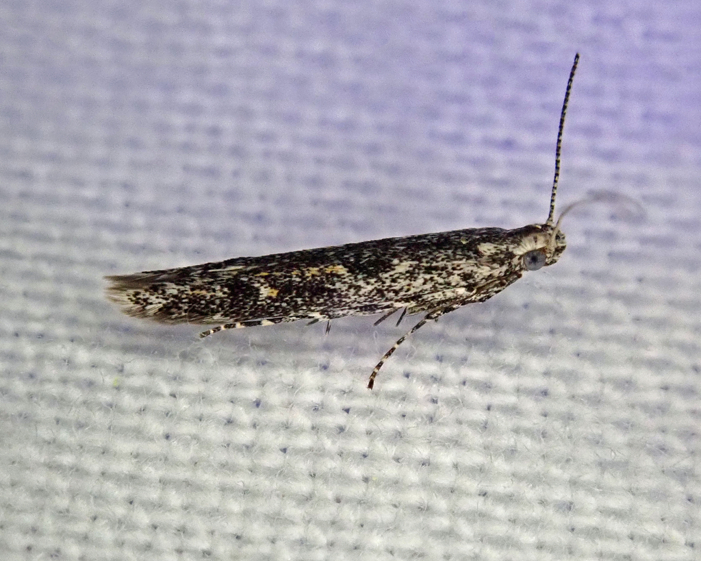 Poplar Cosmet from Salem, NH 03079, USA on May 28, 2021 at 03:12 AM by ...