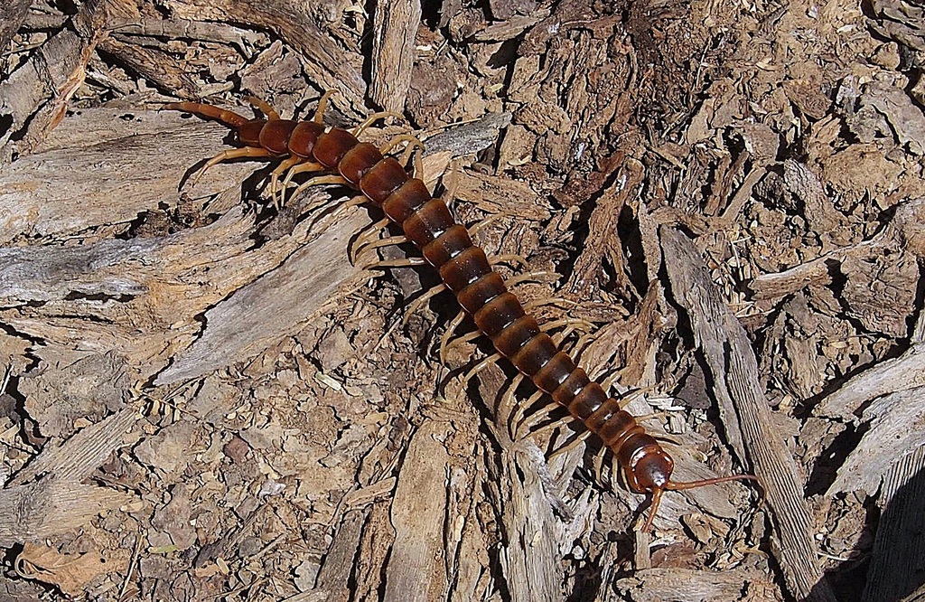 Amazonian Giant Centipede from Iribarren, Lara, Venezuela on December ...