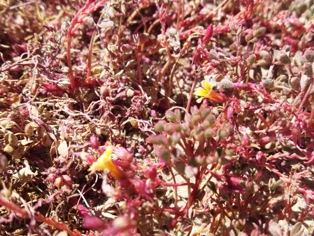 Oxalis eremobia in April 2024 by Ariel Cabrera Foix · iNaturalist