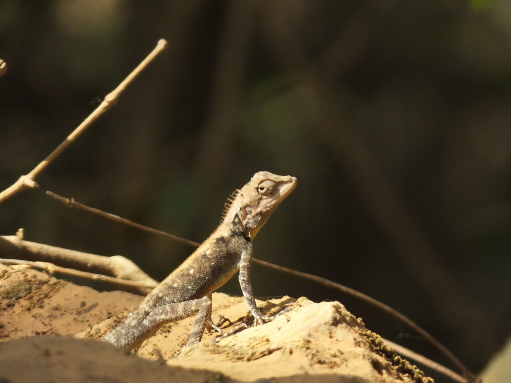Roux's Forest Lizard from Dajipur Wildlife Sanctuary, Dajipur, Olavan, Maharashtra 416212, India ...