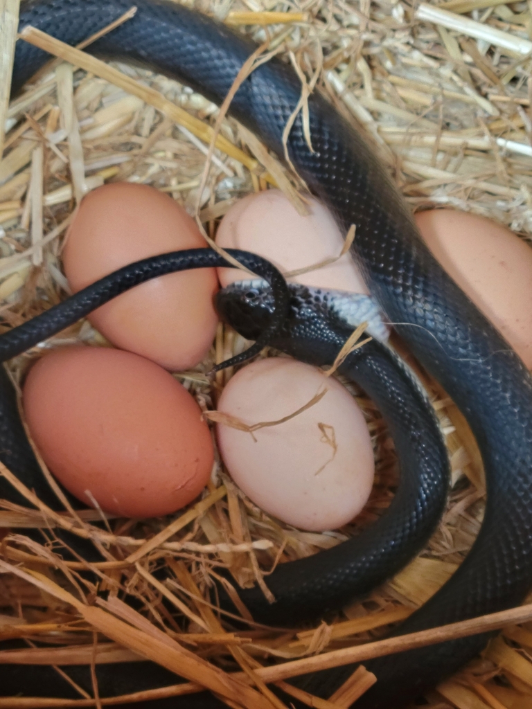 Eastern/Gray Ratsnake Complex from Clayton, NC 27527, USA on September ...