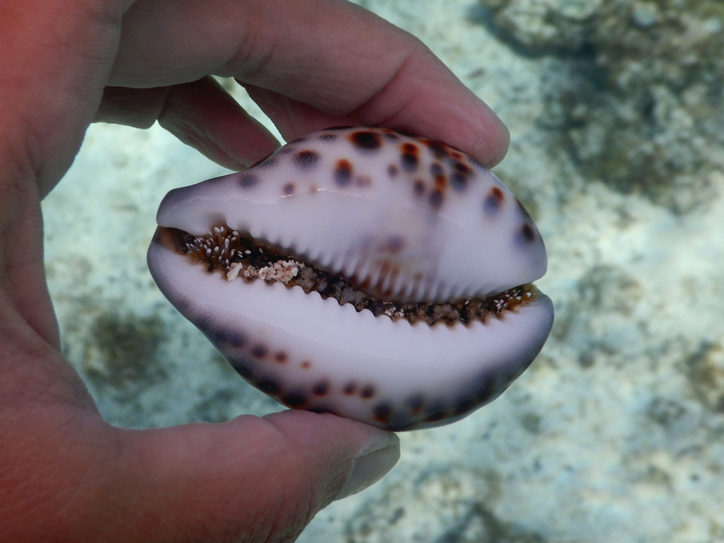 Tiger Cowry from Ba, Western, Fiji on August 26, 2023 at 05:09 PM by ...