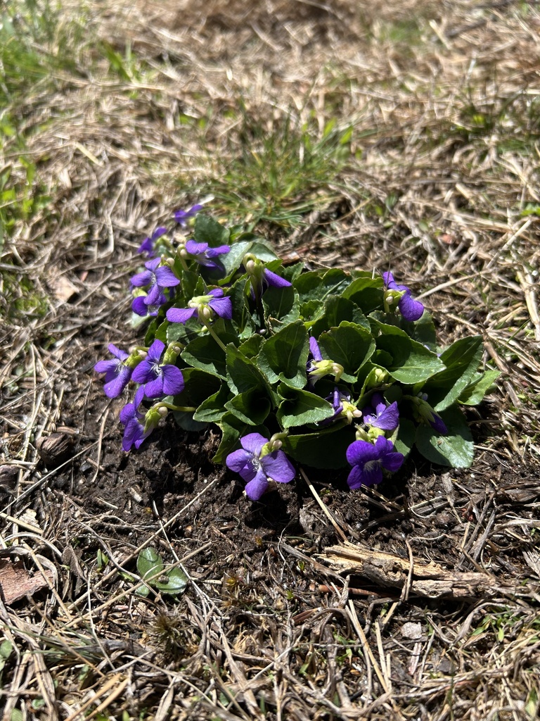 Northern Woodland Violet from Pisgah National Forest, Burnsville, NC ...
